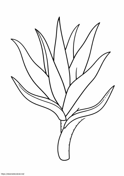 Planta de colorat - Desene, fise si imagini de Planta de colorat