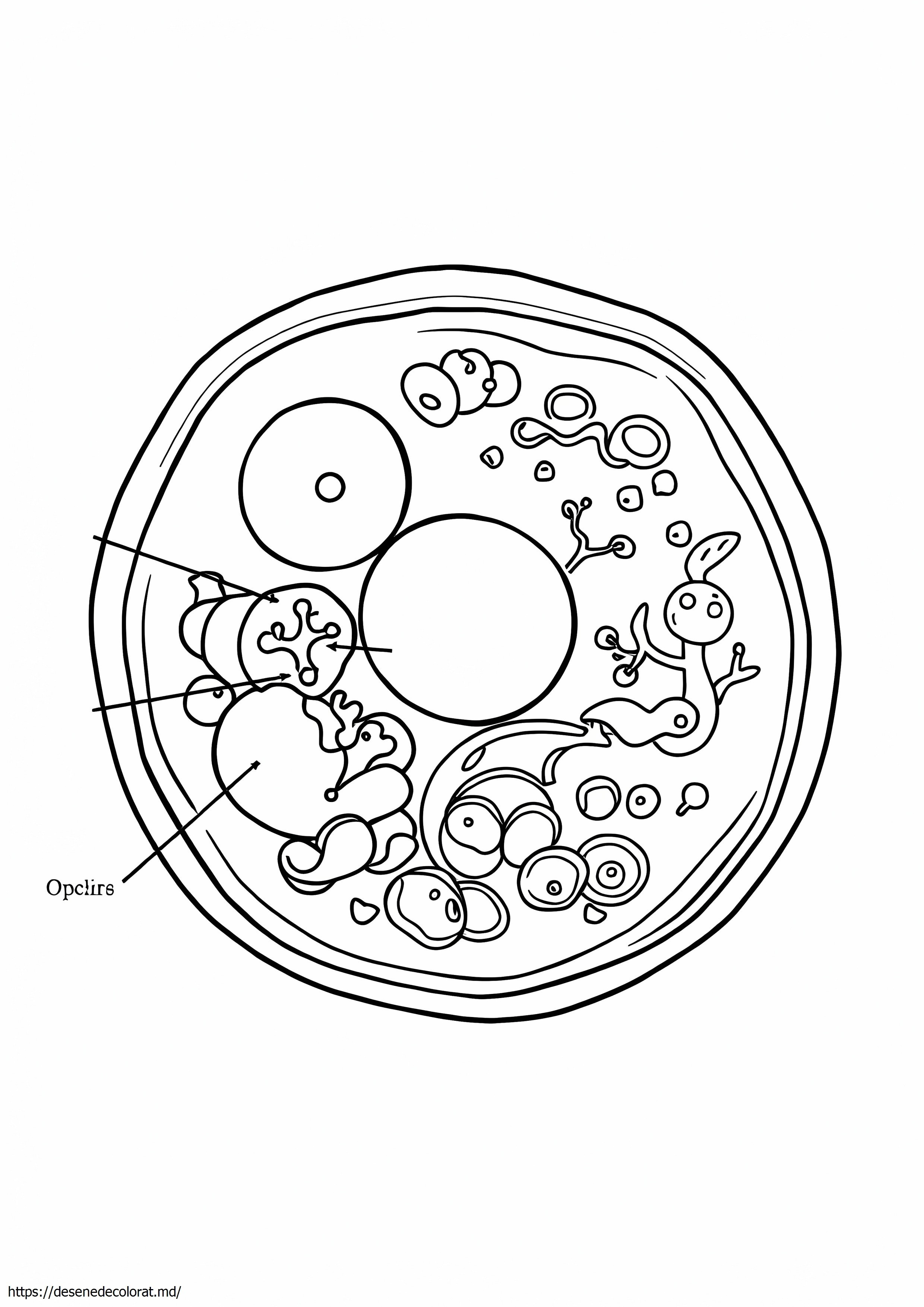 Diagrama celulelor animale desen de colorat